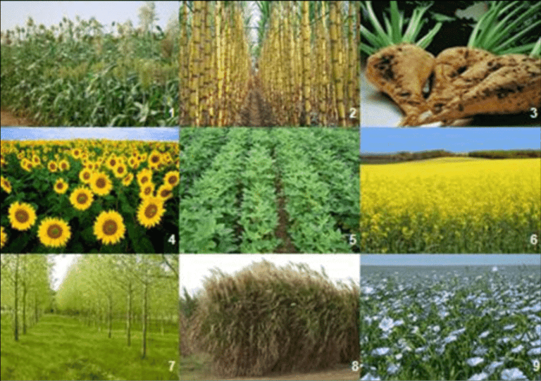 Biomass CHP System - Electricity & Heat Generation